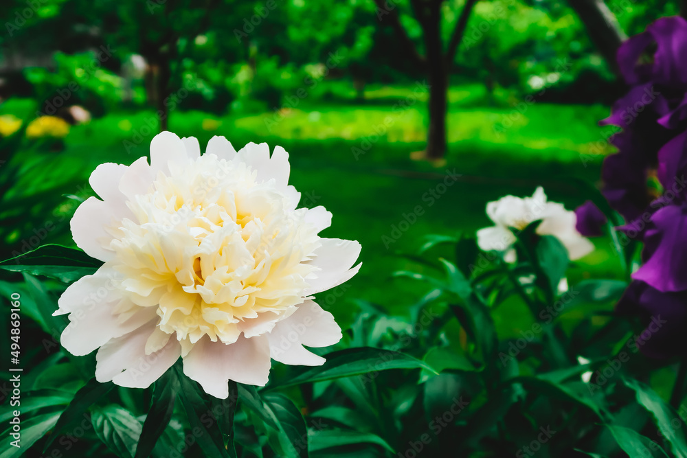 Foto de Paeonia officinalis flower (European common peony flower). Paeonia officinalis, the ...
