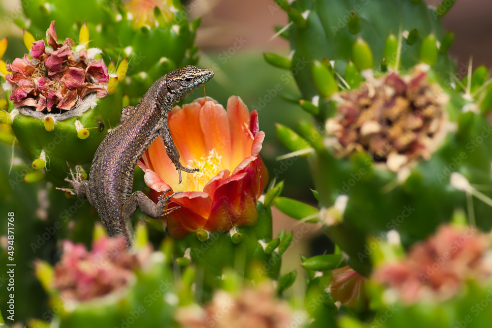Lacertidae are the family of the wall lizards, which are native to Afro ...