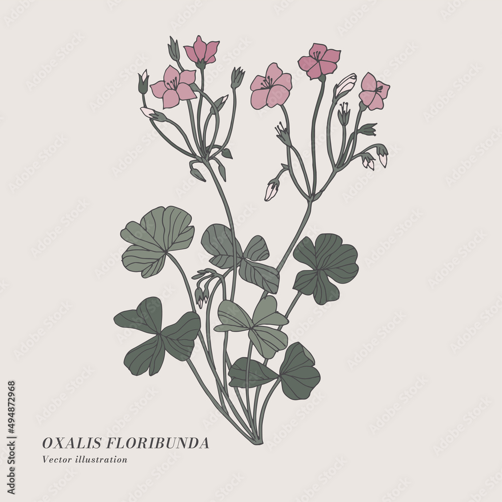 Hand draw vector oxalis floribunda flowers illustration. Botanical ...