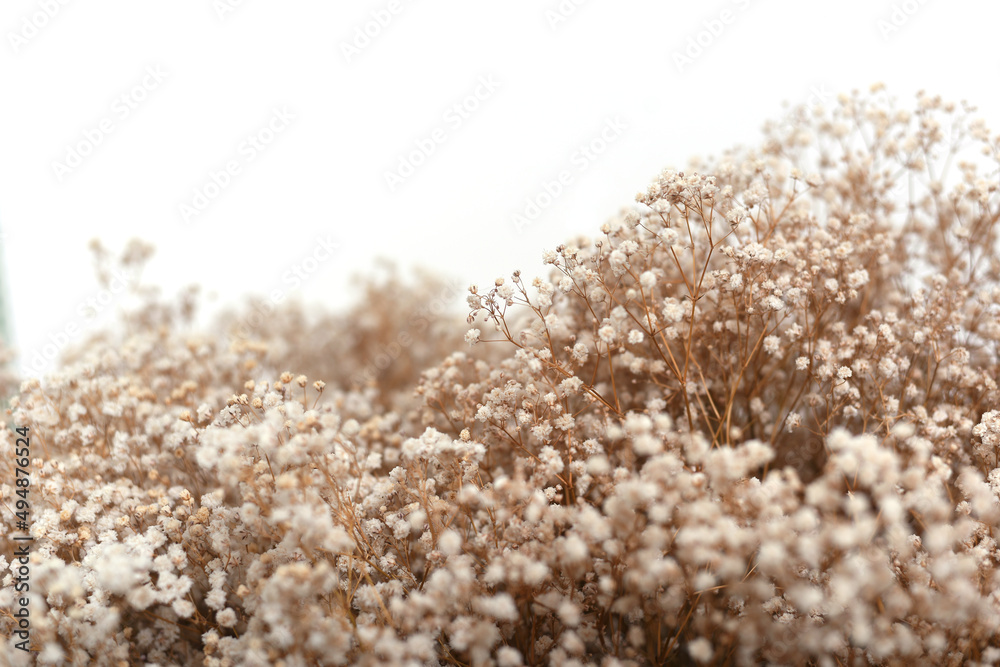 flores secas naturales Gypsophila Paniculata Stock Photo | Adobe Stock