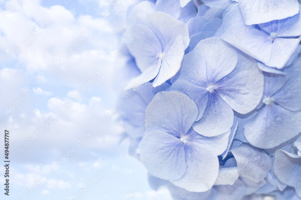 Background with blue hydrangea. Floral gentle background. Stock Photo ...