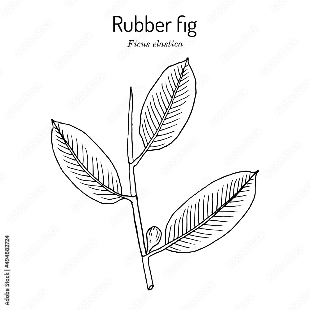 Rubber fig Ficus elastica , ornamental house plant Stock Vector | Adobe ...