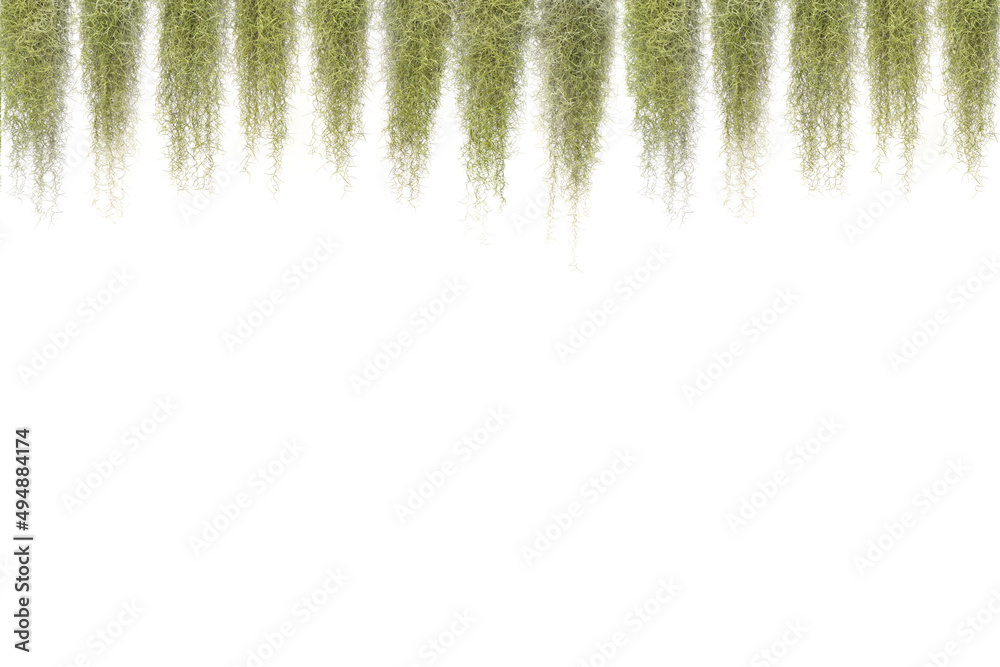 Moss Plant Slide
