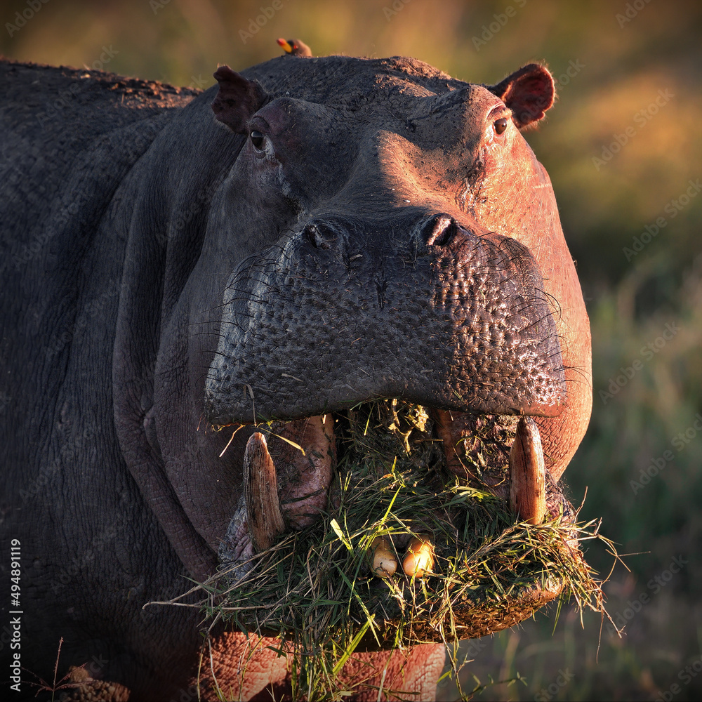 Hippo Eating Grass