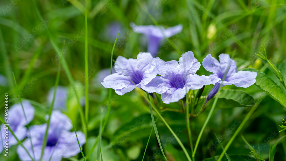 Ruellia tuberosa, also known as minnieroot, fever root, snapdragon root ...