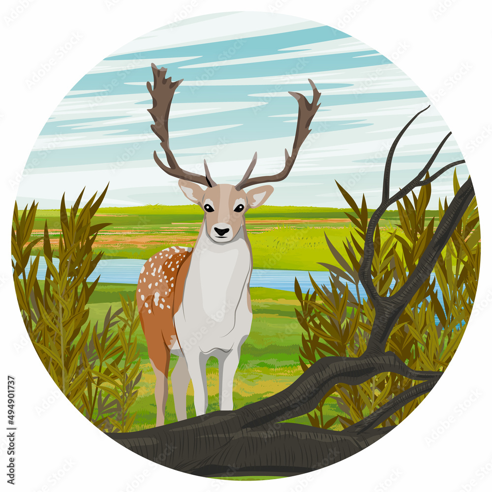 Round composition. European fallow deer stands in a summer meadow with ...