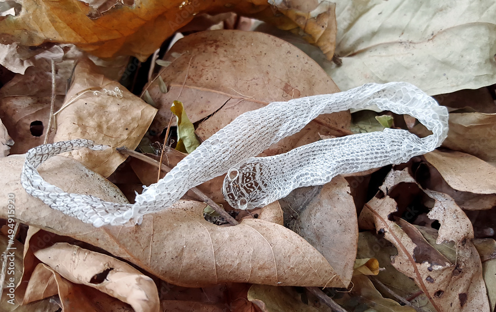 Snake slough on dry leaf Stock Photo | Adobe Stock