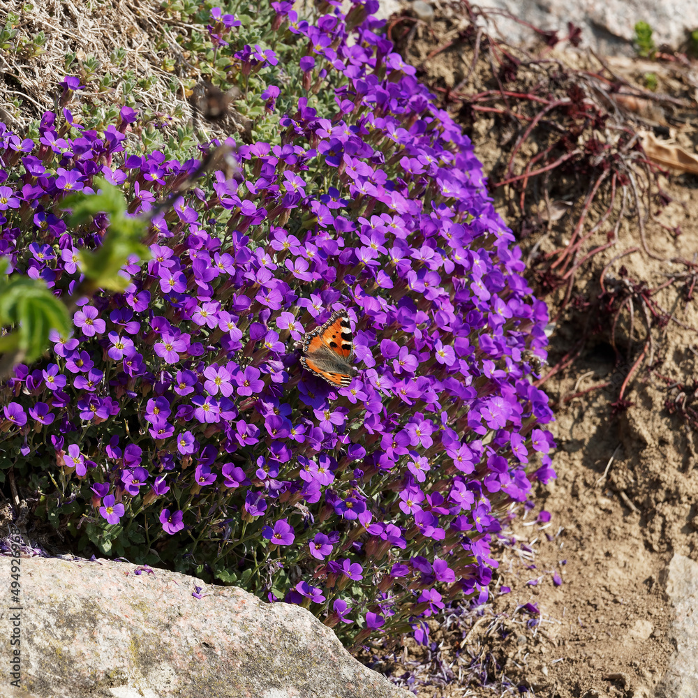 Aglais urticae or small tortoiseshell, colourful butterfly with reddish ...