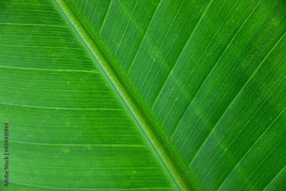 Beautiful leaf of Strelitzia nicolai (Giant White Bird of Paradise ...