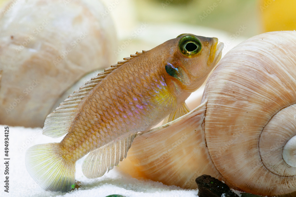 Lamprologus Ocellatus