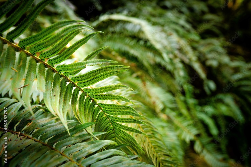 Fern leaf Stock Photo | Adobe Stock