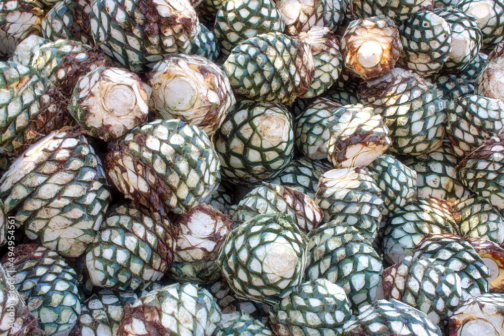 Agave piles in distillery waiting for processing, Tequila, Jalisco ...