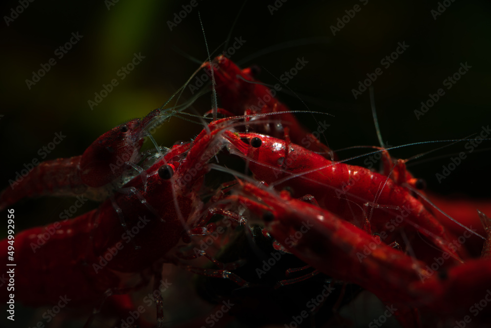 Red neocaridina shrimp fire pet aquarium freshwater nature macro Stock ...