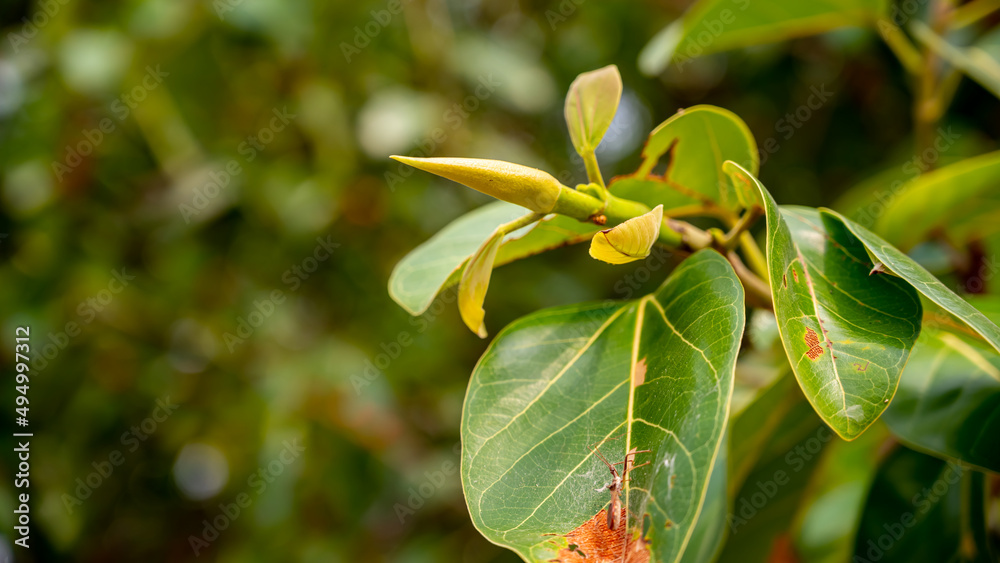 banyan fruit, Ficus benghalensis, commonly known as the banyan, banyan ...