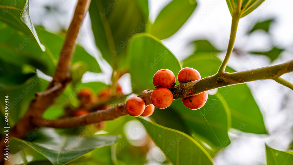 banyan fruit, Ficus benghalensis, commonly known as the banyan, banyan ...