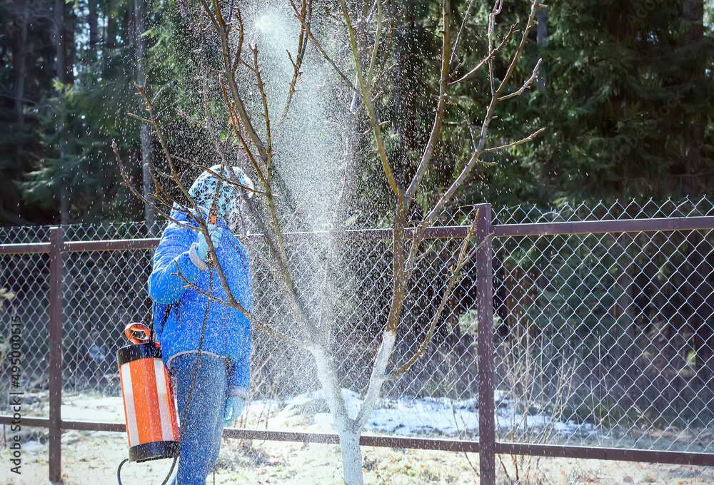 Spraying fruit trees. Spring processing of agricultural land from pests ...