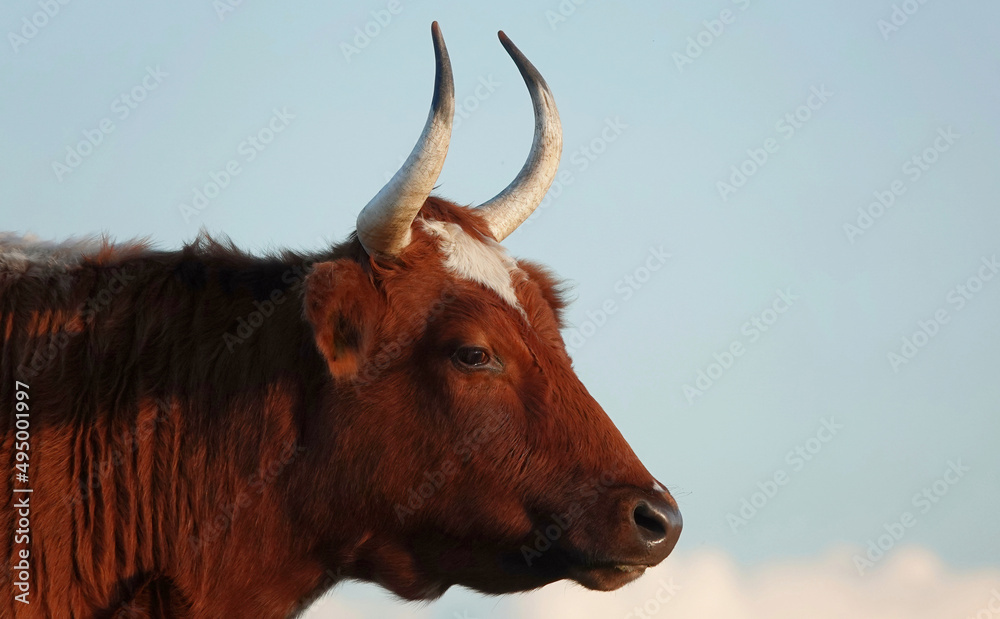 A close-up profile view of a brown bull against a blue sky background ...