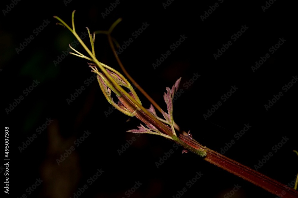 Rhodospatha Plantar Planta avermelhada. Rhodospatha é um gênero de ...