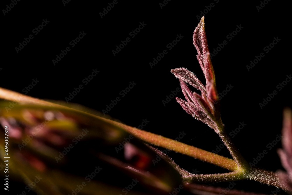 Rhodospatha Plantar Planta avermelhada. Rhodospatha é um gênero de ...