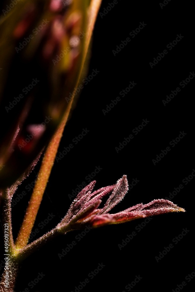 Rhodospatha Plantar Planta avermelhada. Rhodospatha é um gênero de ...