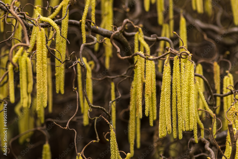 Corylus americana- the American hazelnut[1] or American hazel,[2] is a ...