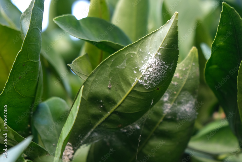 Diseases in citrus trees. leaf curl disease. Fungal, Aphids on the lemon leaves. Stock Photo ...