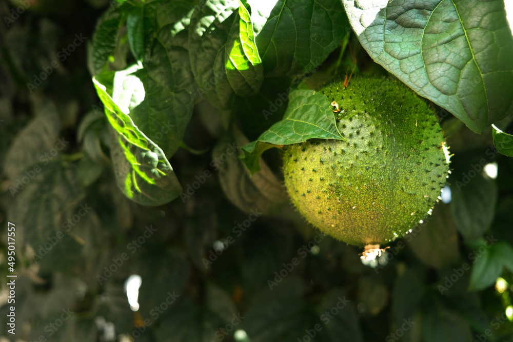 Cochinchin Gourd Gac, Momordica Cochinchinensis fruit on vine Stock ...