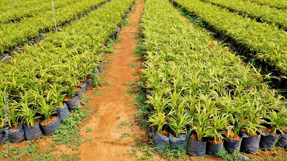 Betel or areca nut plant saplings kept in plastic cover cultivation in ...