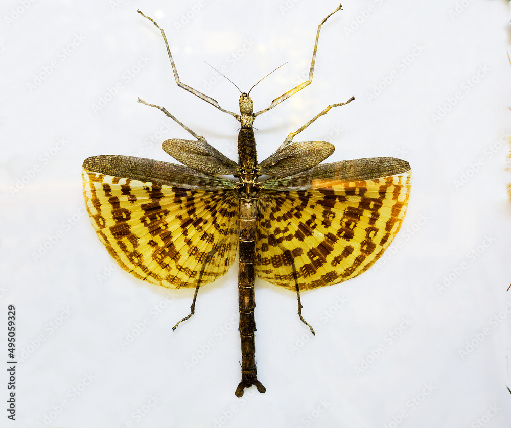 Insect giant Stick insect (lat. Phasma Gigas) This is one of the ...