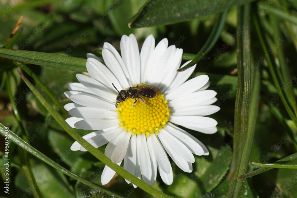 Small bee of the genus Lasioglossum, subgenus Dialictus, family ...
