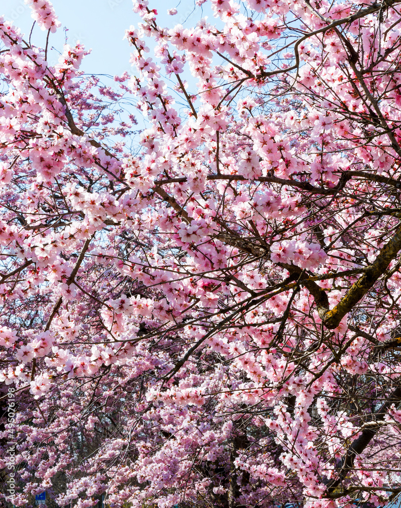 Foto de Prunus dulcis ou amygdalus | Amandier au port arrondi, tronc et ...