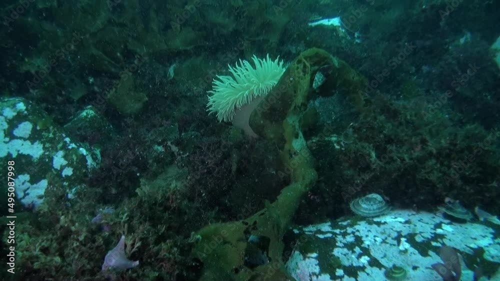 Underwater video in cold clear water of the Southern Ocean in ...