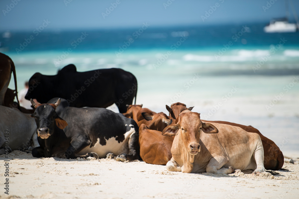 Zanzibar City, Tanzania-January 02,2019: Cows from local farms roam the ...