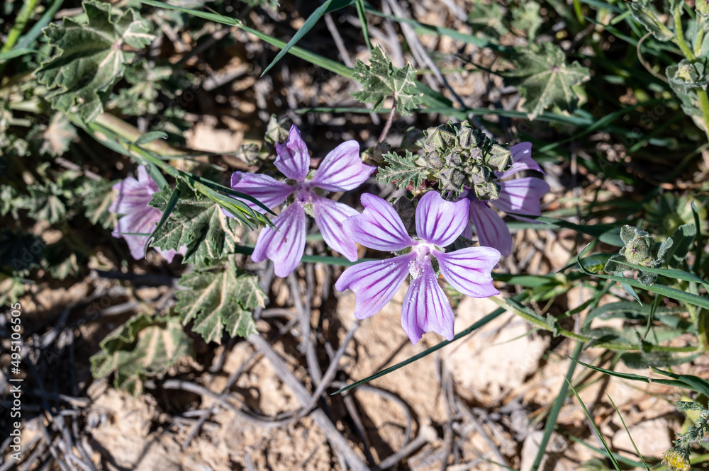 Malva sylvestris is a species of the mallow genus Malva in the family ...