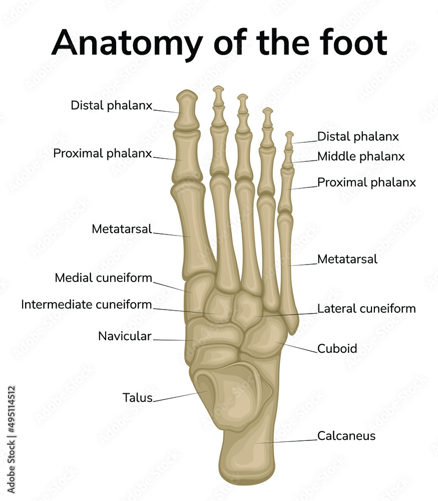 Foot anatomy illustration. Shown is a top view of the bones of the foot ...