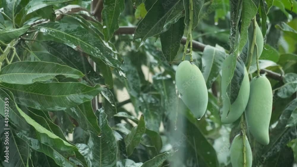 the rain falling on the mango tree Rain water through the mango fruit ...