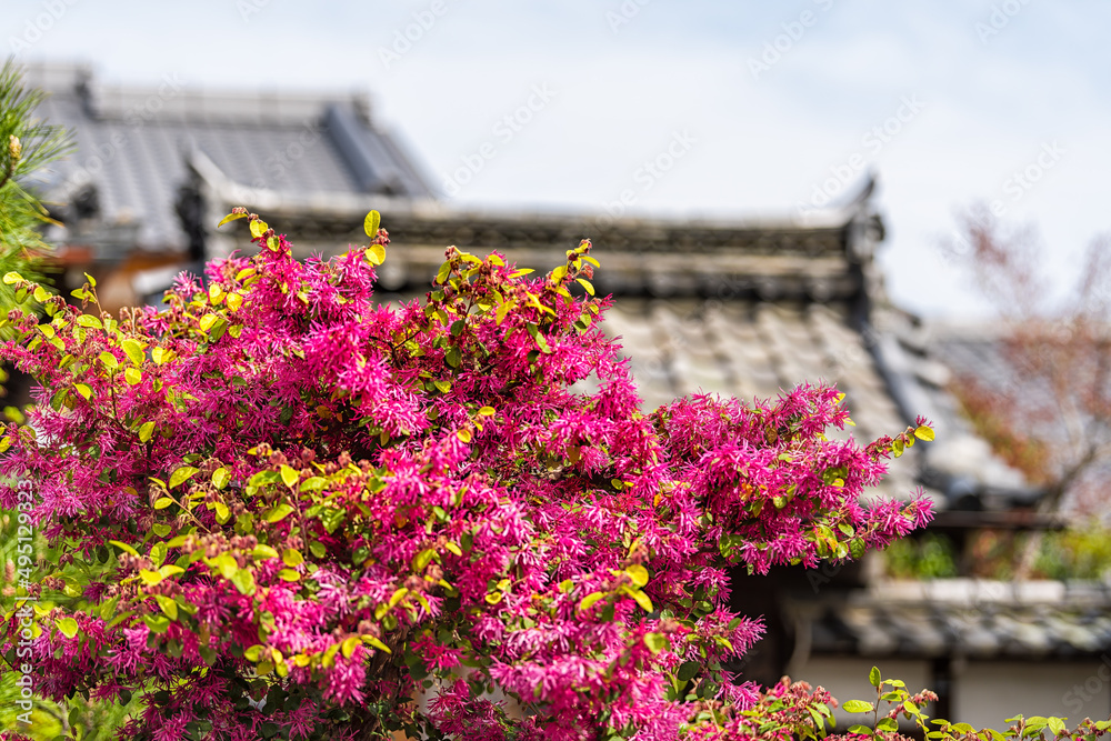 Kyoto, Japan blooming pink Loropetalum chinese fringe flowers ...