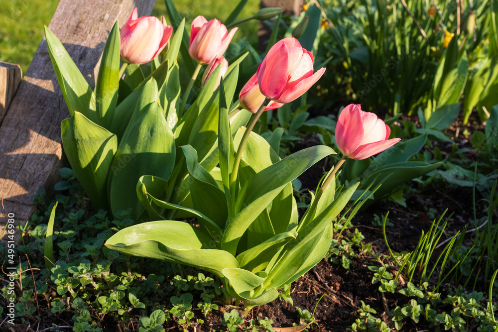 First tulips growing in the garden, early spring flowers with fresh and ...