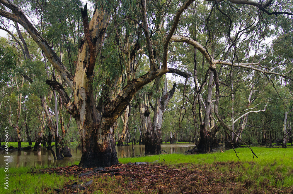 Magnificent old river red gums (Eucalyptus camaldulensis) in the ...