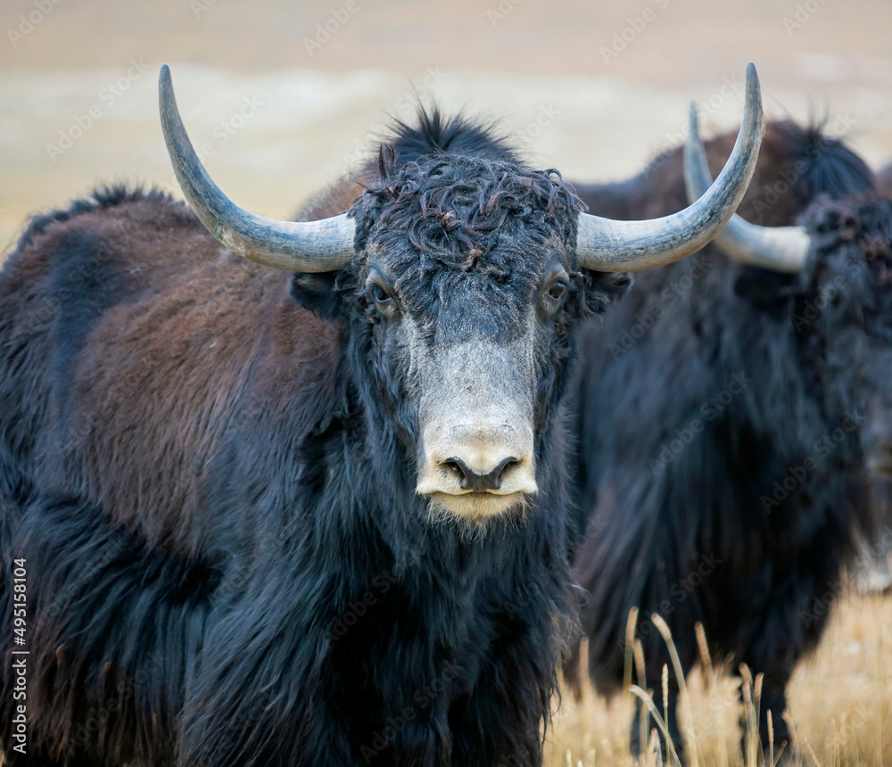 Adult bull of Tibetan yak on a mountain pasture in close-up. Stock ...