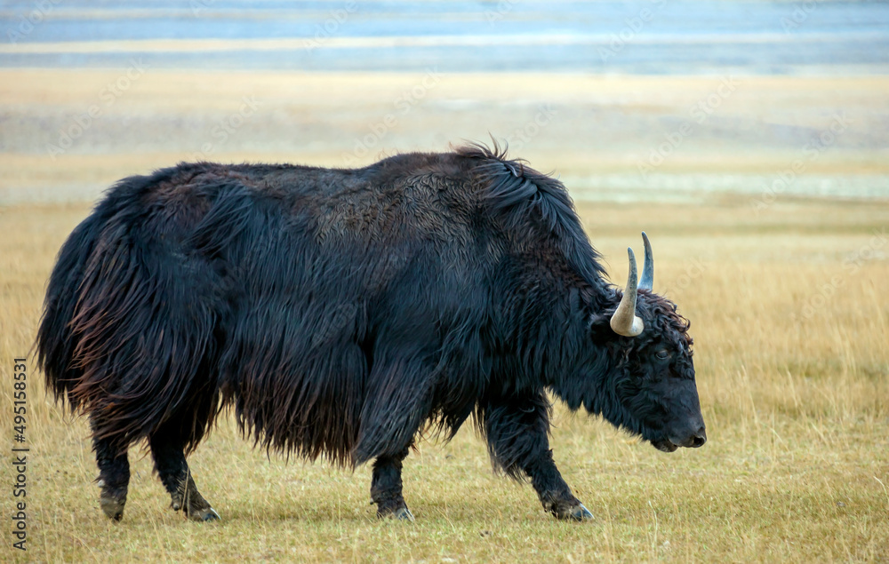Large adult bull of Tibetan yak moves through mountain pasture. Stock ...