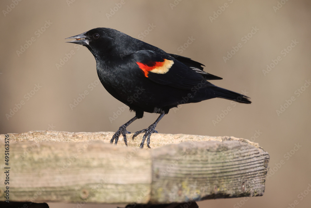 Male REd Wing Blackbird early migration arrivals staking out ...