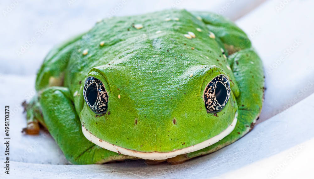 Fototapeta La ranita verduzca también conocida como rana cara de niño ...