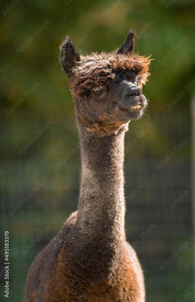 alpaca portrait animal head shot long neck curly hair backlit farm ...
