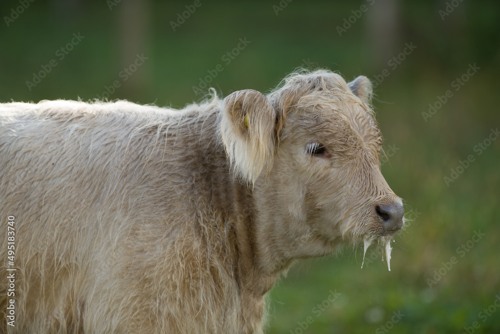cow portrait scottish highland cattle calf head shot close up backlit ...
