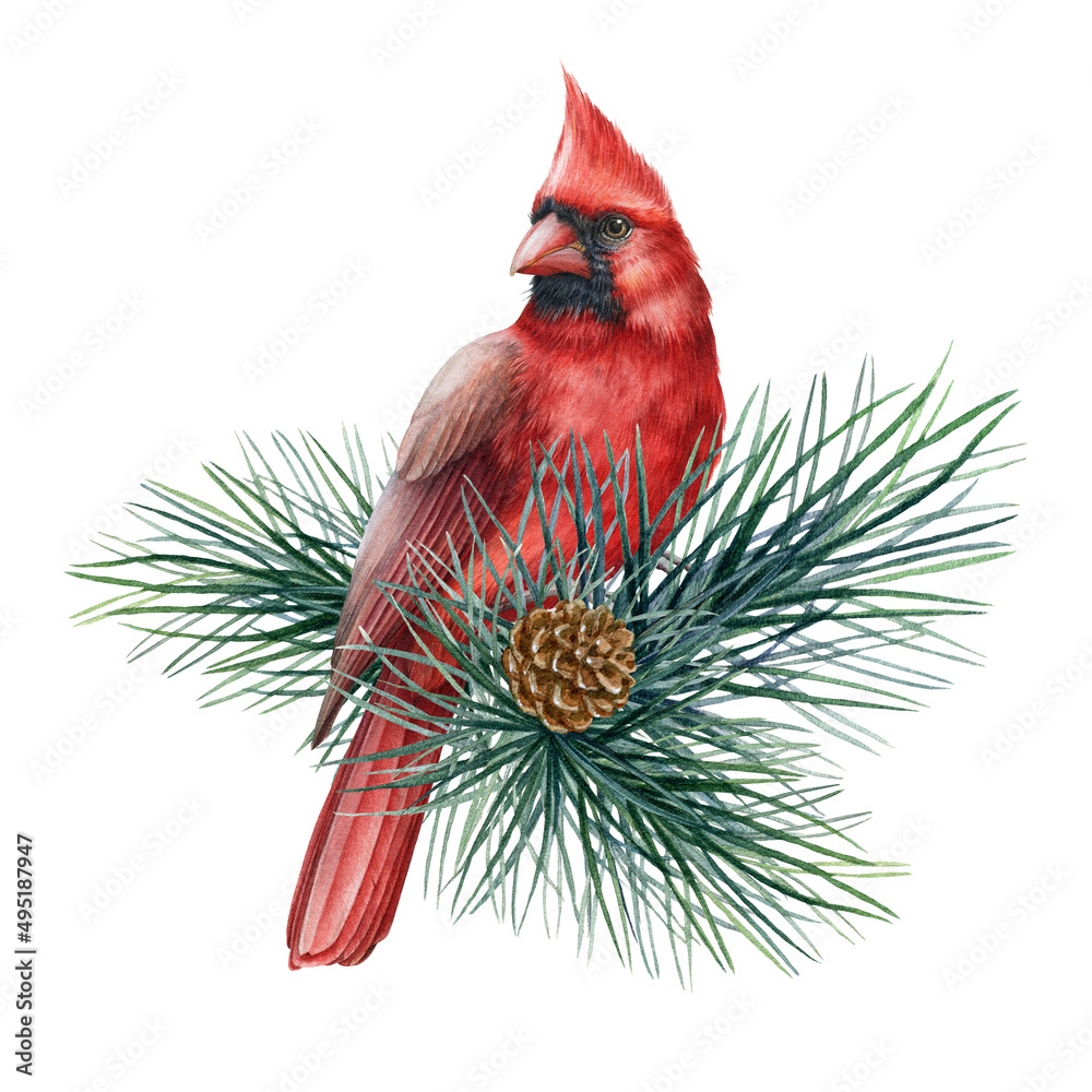 Red cardinal birds on a pine branch. Watercolor realistic illustration ...