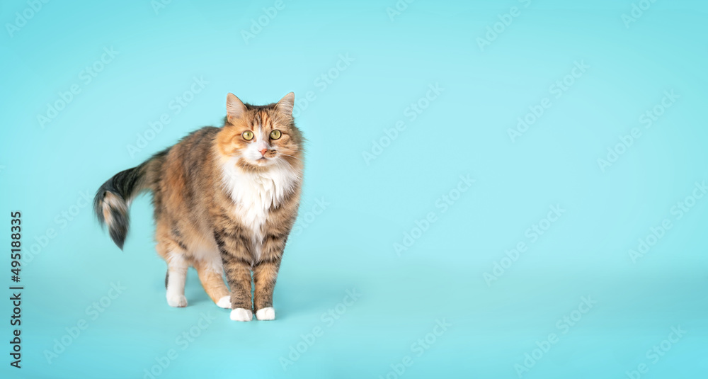 Cat Front View Standing