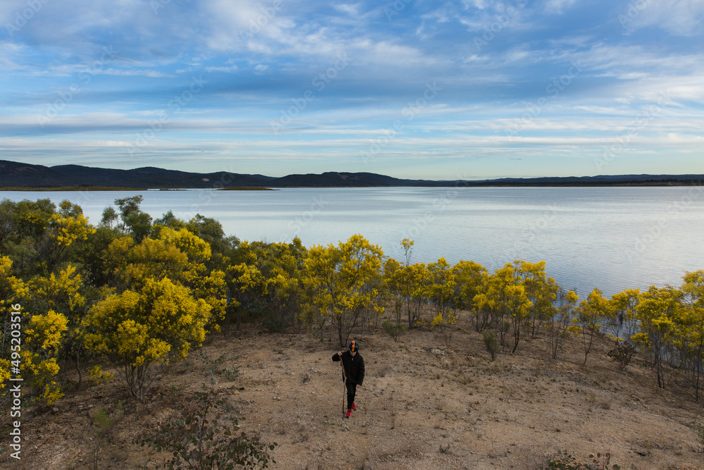 Large dam of water with boy walking with stick through wattle trees ...