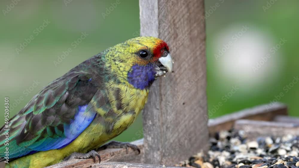 Green Rosella