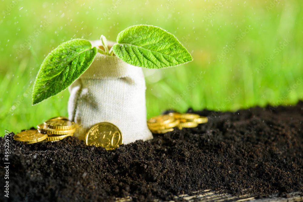 A bag of money and a sprout of a plant with two leaves on black soil ...